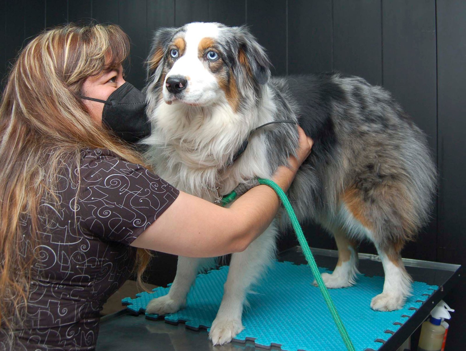 MVET Medicina Veterinaria